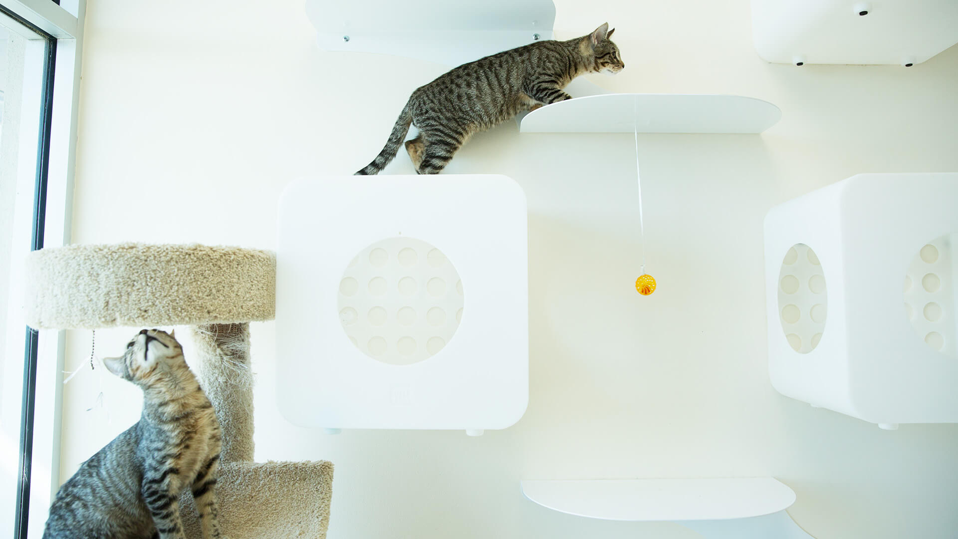 American Association of Feline Practitioners - Animal Health Associates