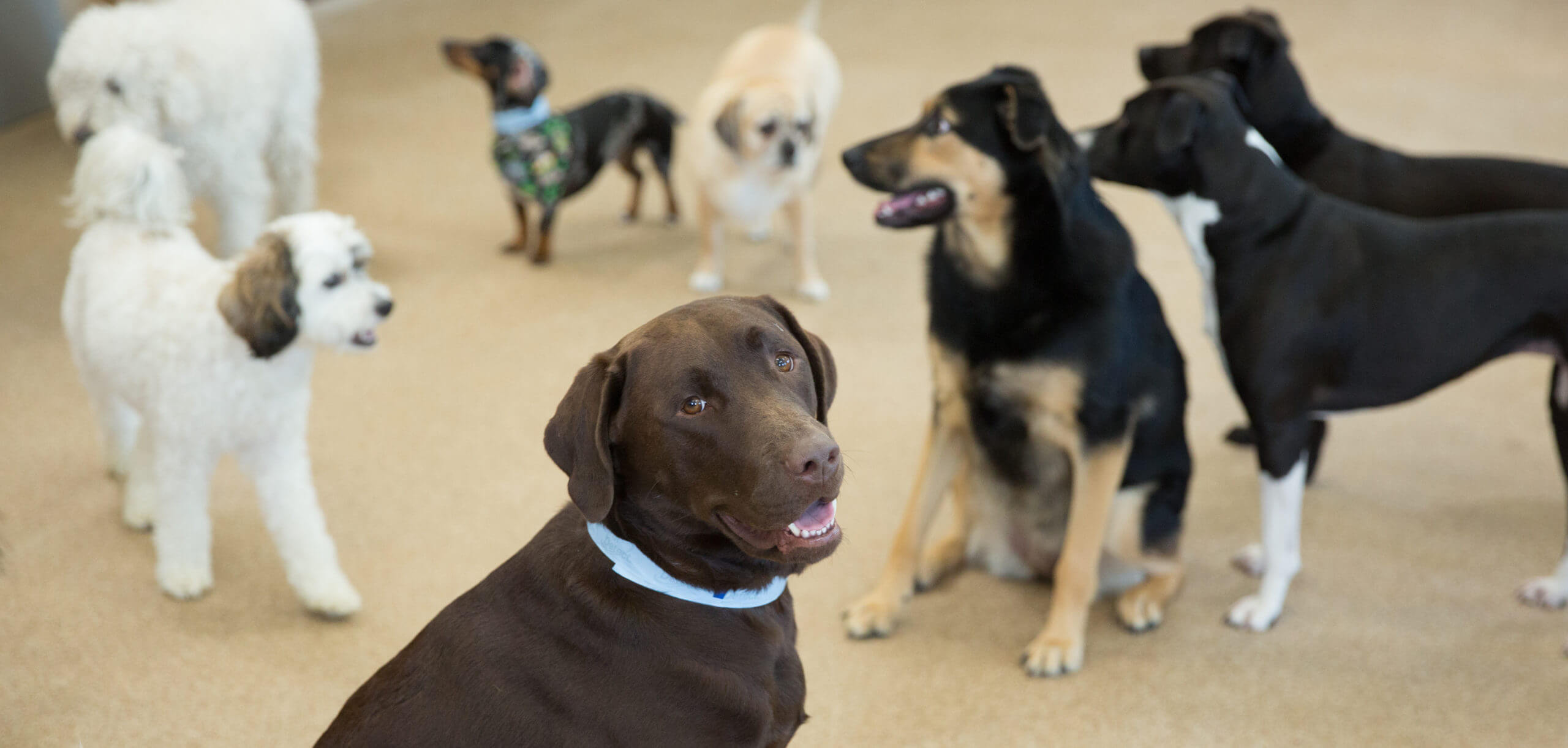 American Animal Hospital Association - Animal Health Associates